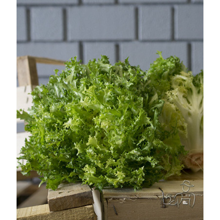 INDIVIA RICCIA EXTRA