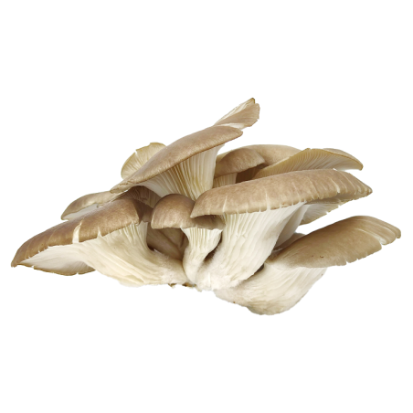 FUNGHI ORECCHIE FRESCHI PLEOS